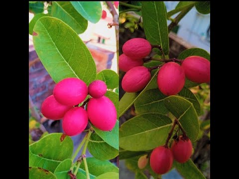 করমচা গাছের প্রচুর ফলন ও সার প্রয়োগের পদ্ধতি || Abundant yield of ...