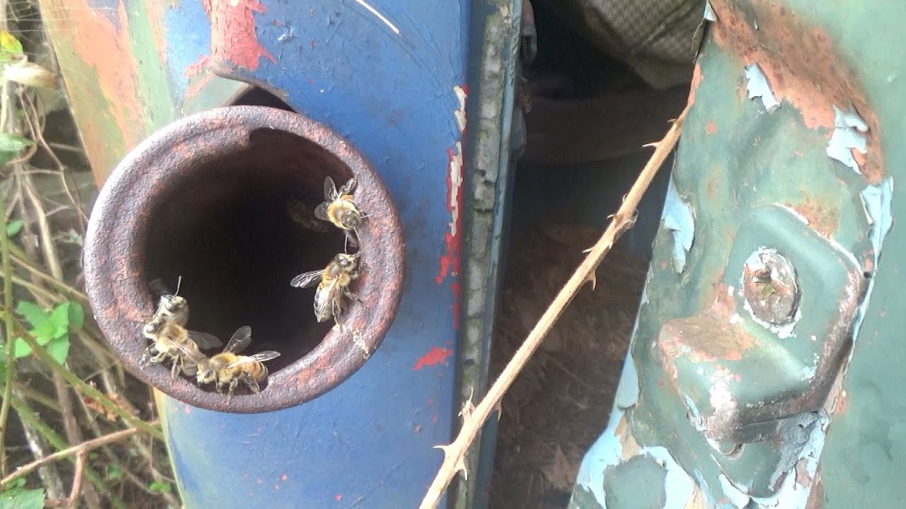 How is that even possible? Honey bees in a gas tank? - YouTube