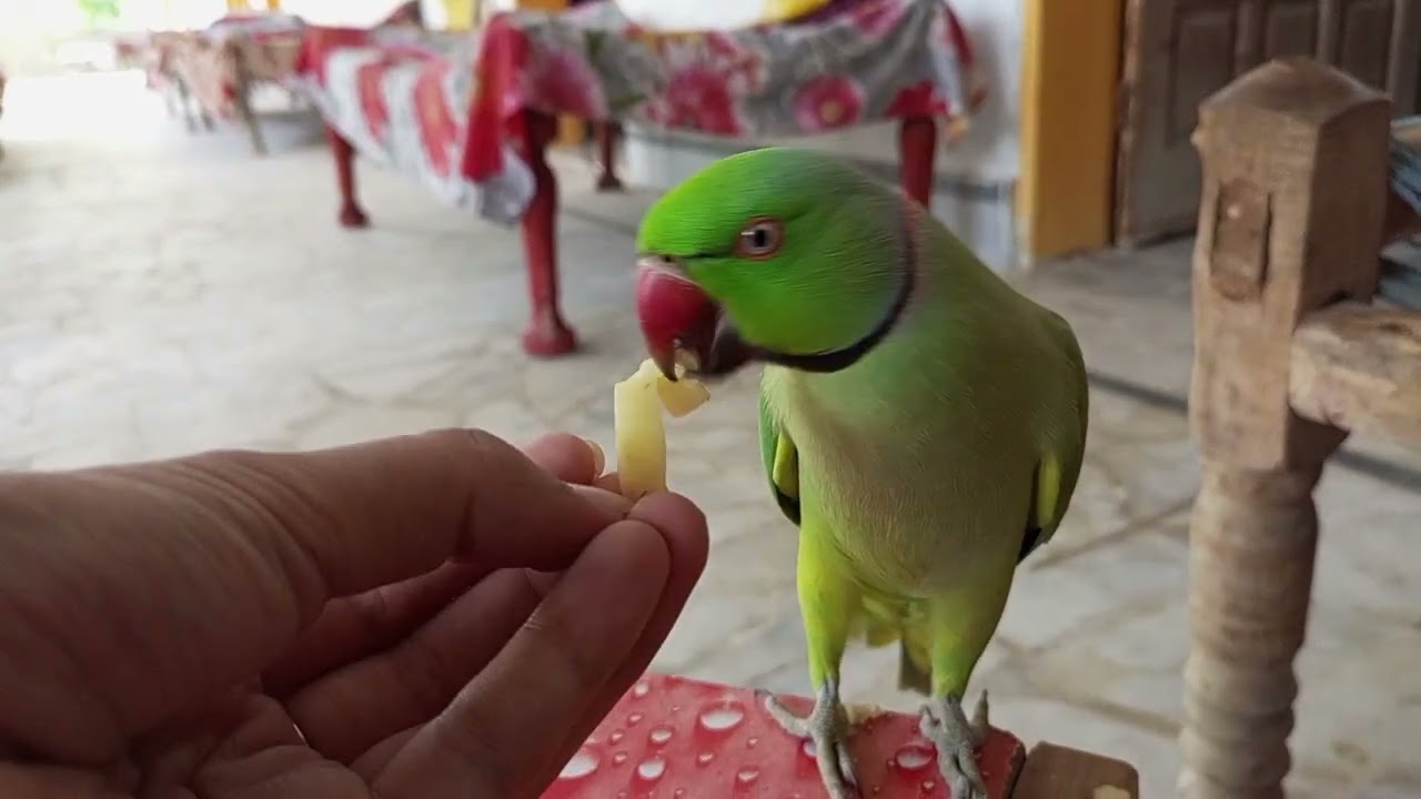 My talking parror eating potato | Funny ringneck parrot | Indian ...