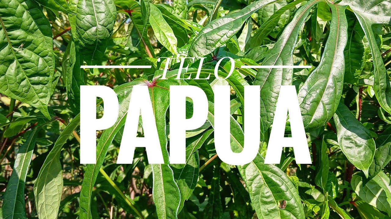 TELO PAPUA, RAMBAN BERGIZI - YouTube