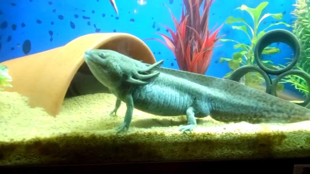 Axelot Big - YouTube