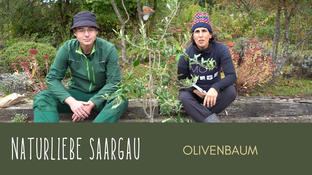 Olivenbaum-Pflege: Tipps für Schnitt, Standort und heilige weiße Oliven ...