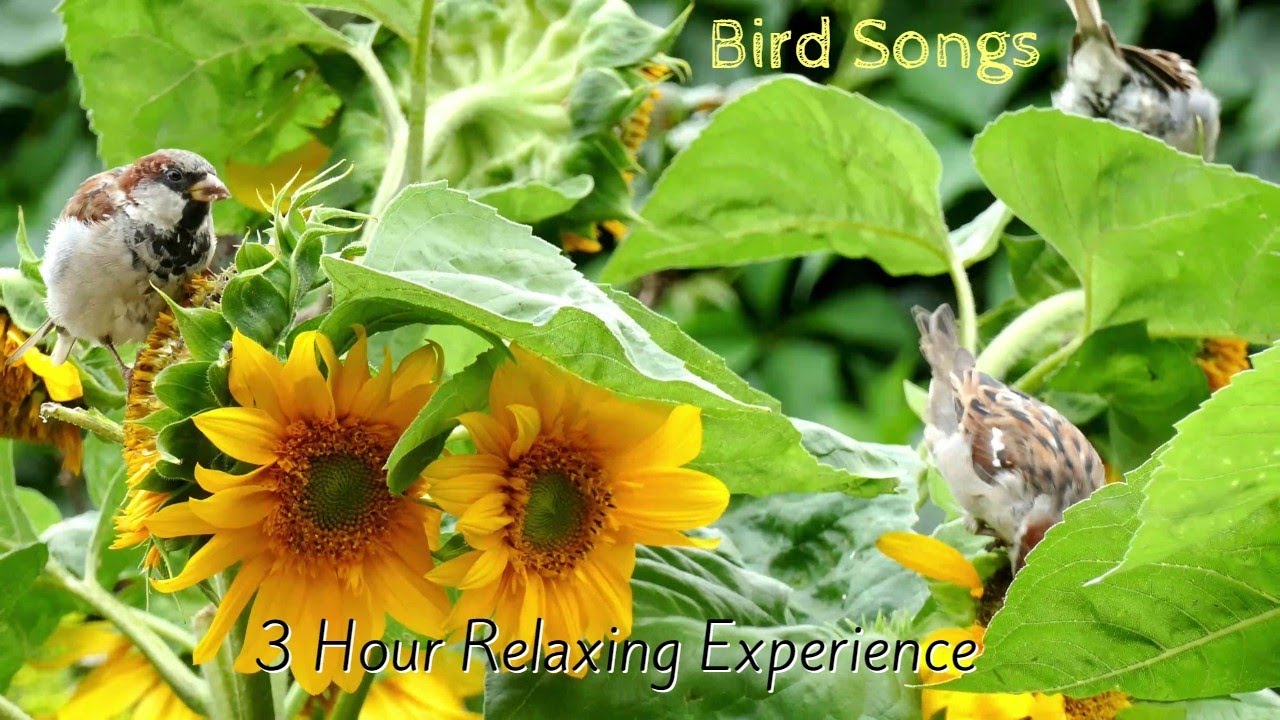 Tranquil Birdsong, 3 hours - Birds Chirping, nature sounds, natural ...