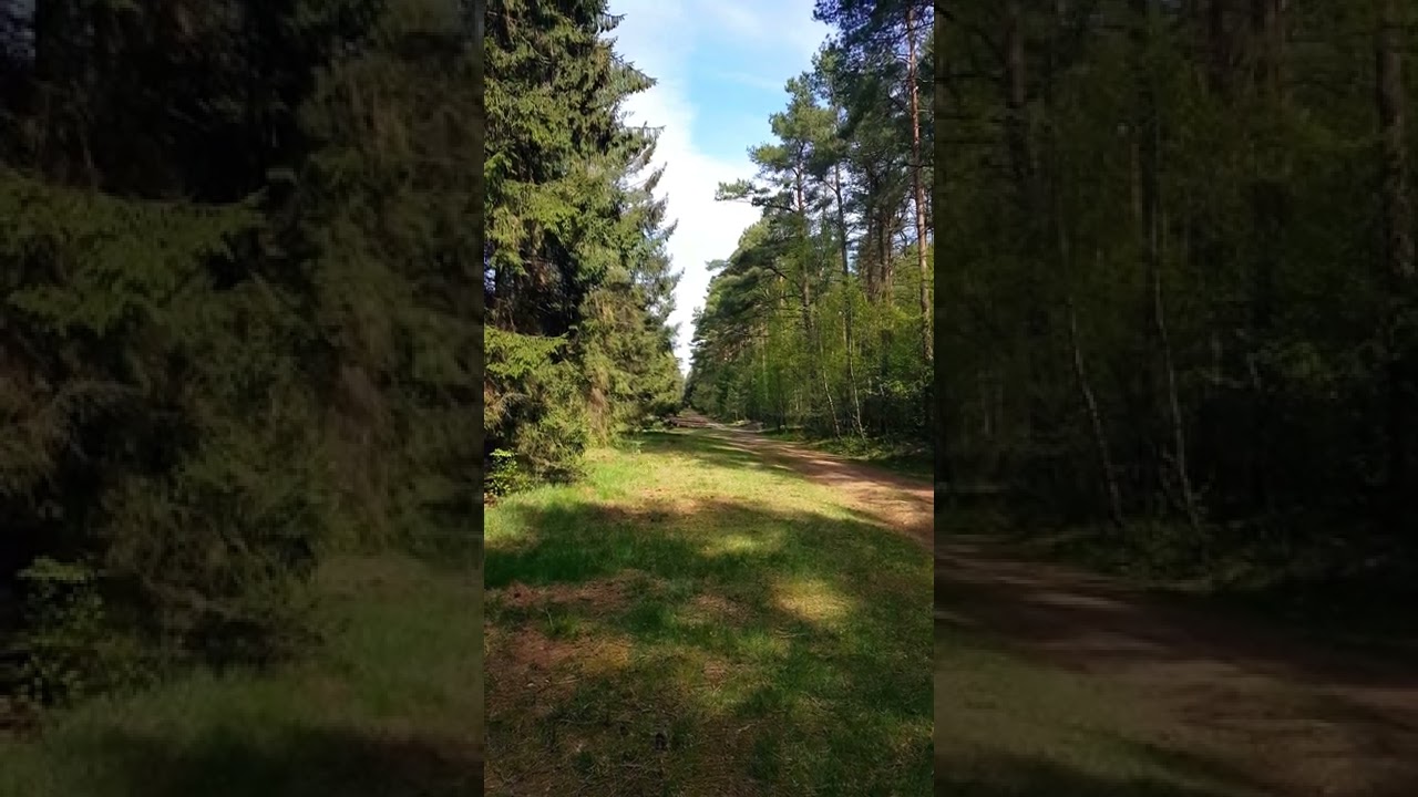 Relaxing Forest Sounds - Birds Singing - Trees Rustling - YouTube