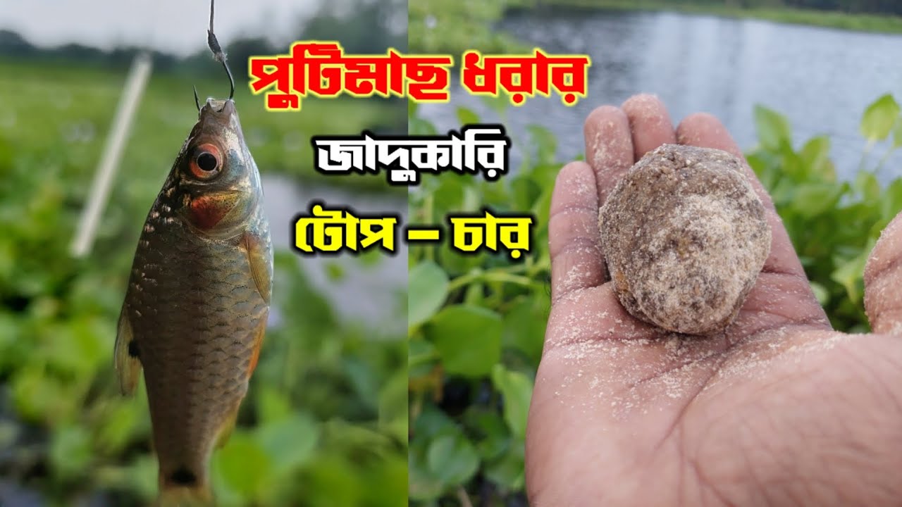 Top Best Baits for Catching Puti Fish | পুটিমাছ ধরার সেরা চার টোপ - YouTube