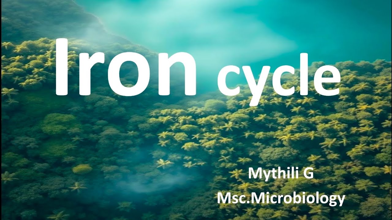 Biogeochemical cycle: Iron cycle (Fe). environmental microbiology - YouTube