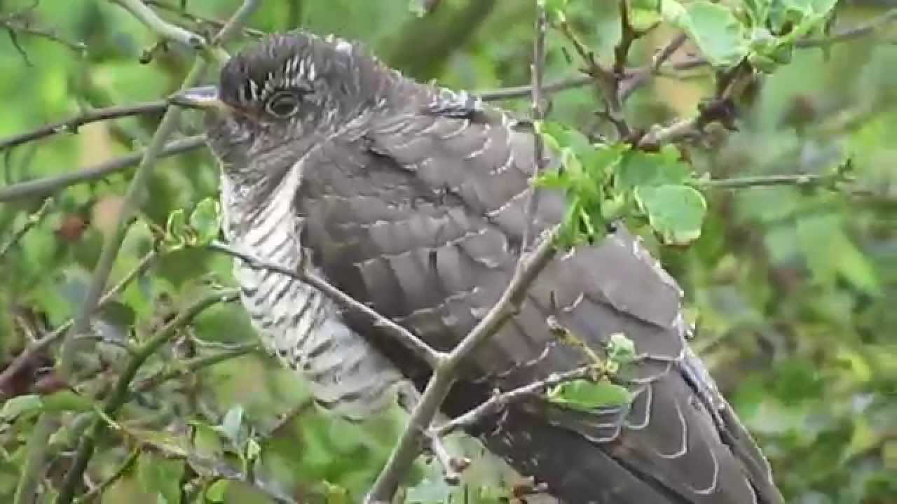 Young cuckoo fed by meadow pipit - YouTube