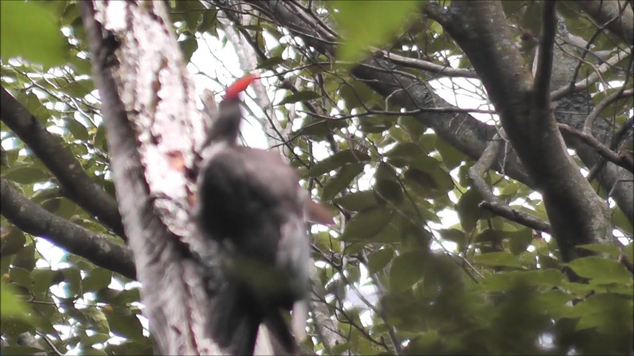 The Real Woody Woodpecker! - YouTube