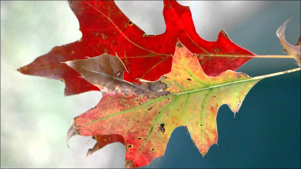 Autumn Leaves in Hot Springs National Park - YouTube