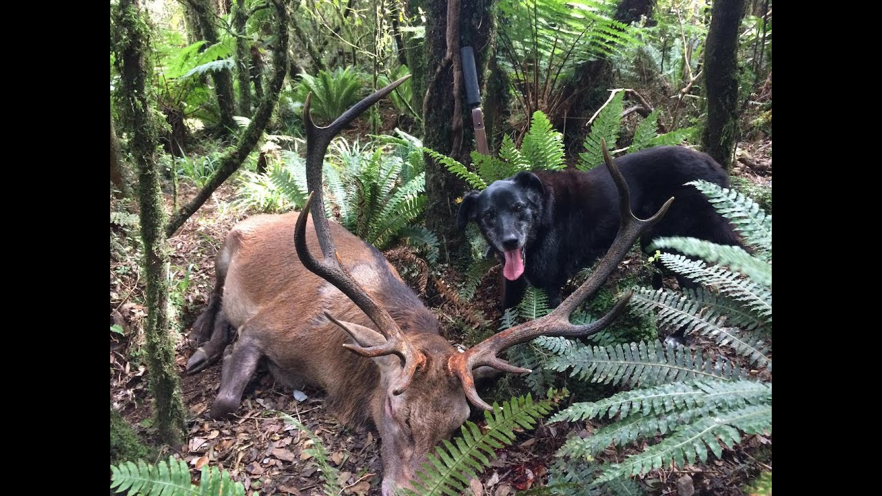 Stag Bush Hunting | MARCH 2021 - YouTube