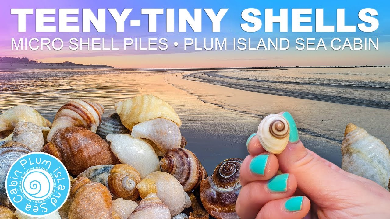 Incredible Teeny-Tiny Shells | Micro Shelling | Teeny Weenie Shells ...