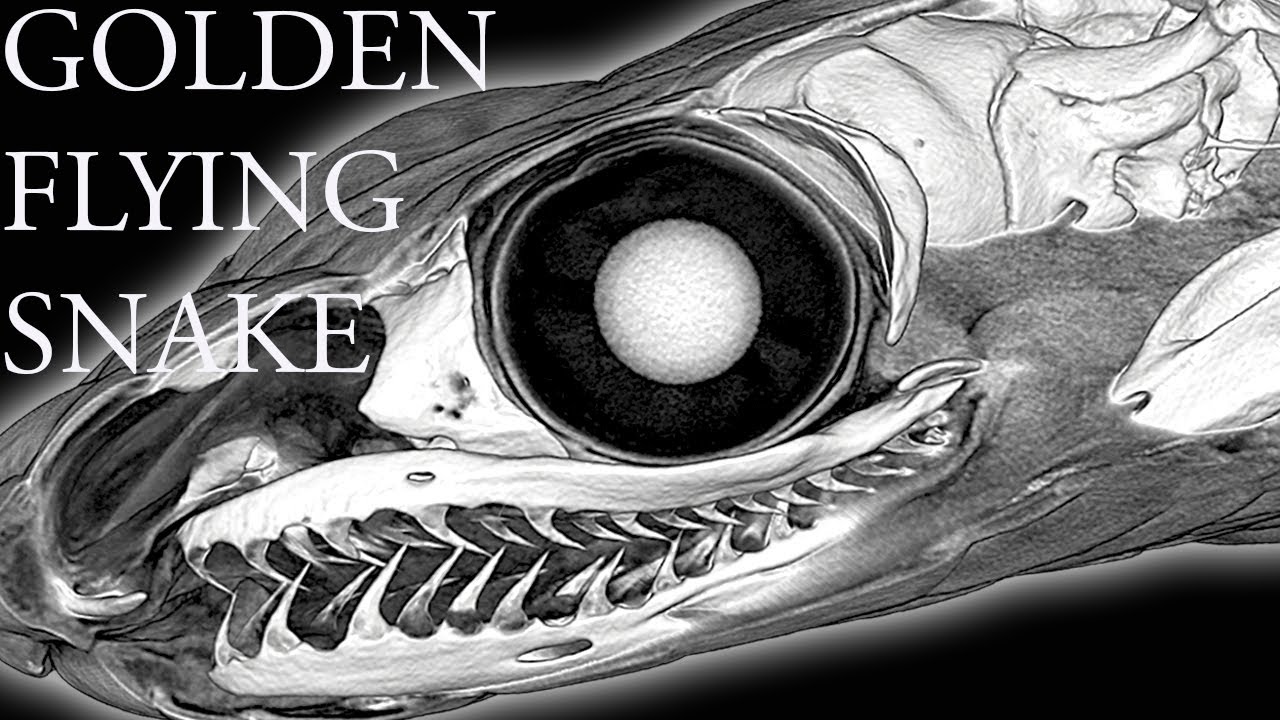*REAL* Snake brain anatomy 3D - Golden flying snake *4K* - YouTube