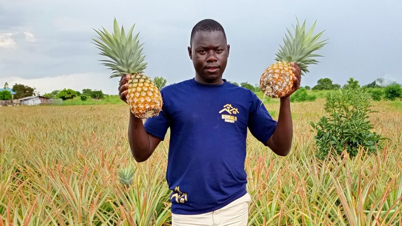 A Comprehensive Beginner's Guide to Organic Pineapple Farming in Northern Uganda - YouTube
