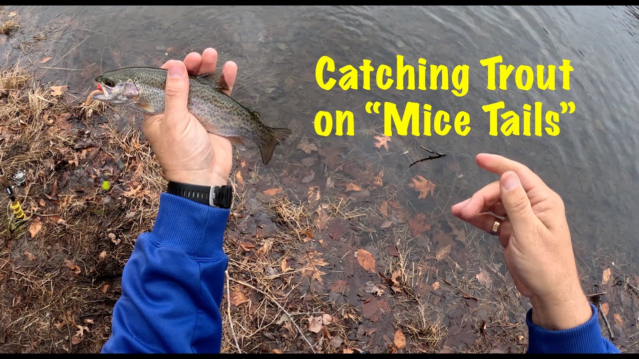 Catching Trout on Berkley "Mice Tails" - YouTube