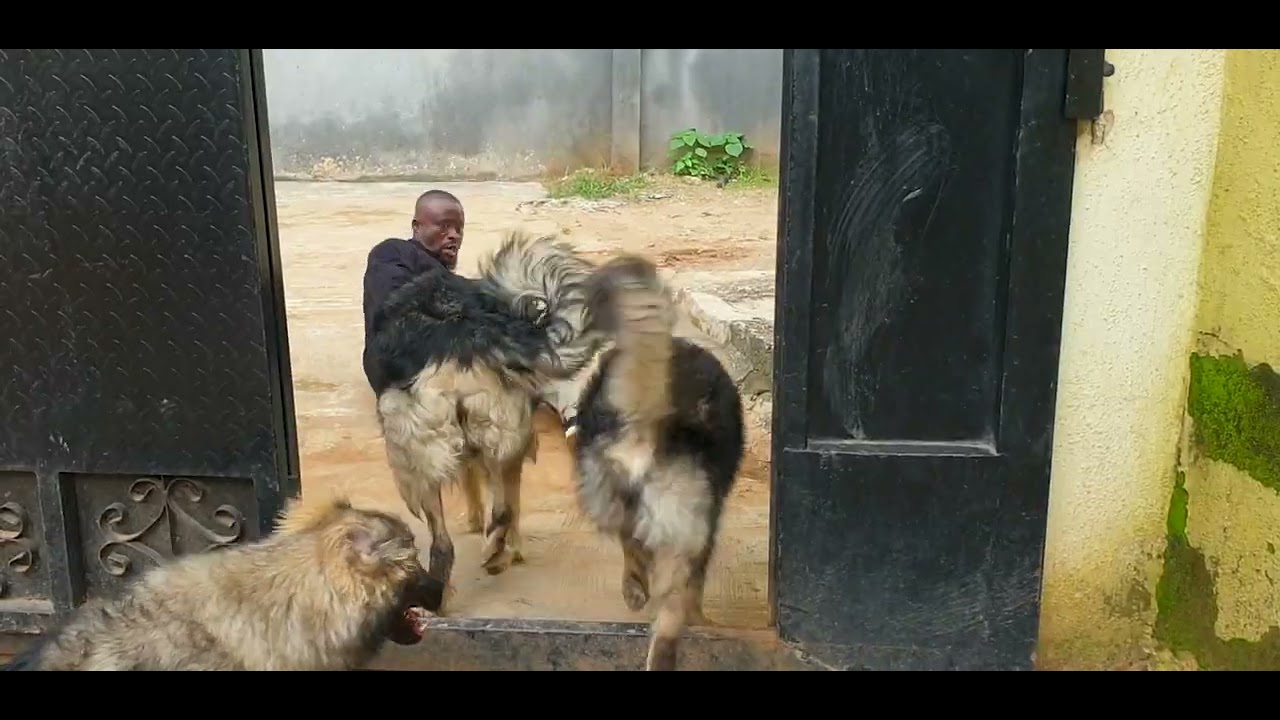 DOGS CHASING AN INTRUDER (COMEDY) - YouTube