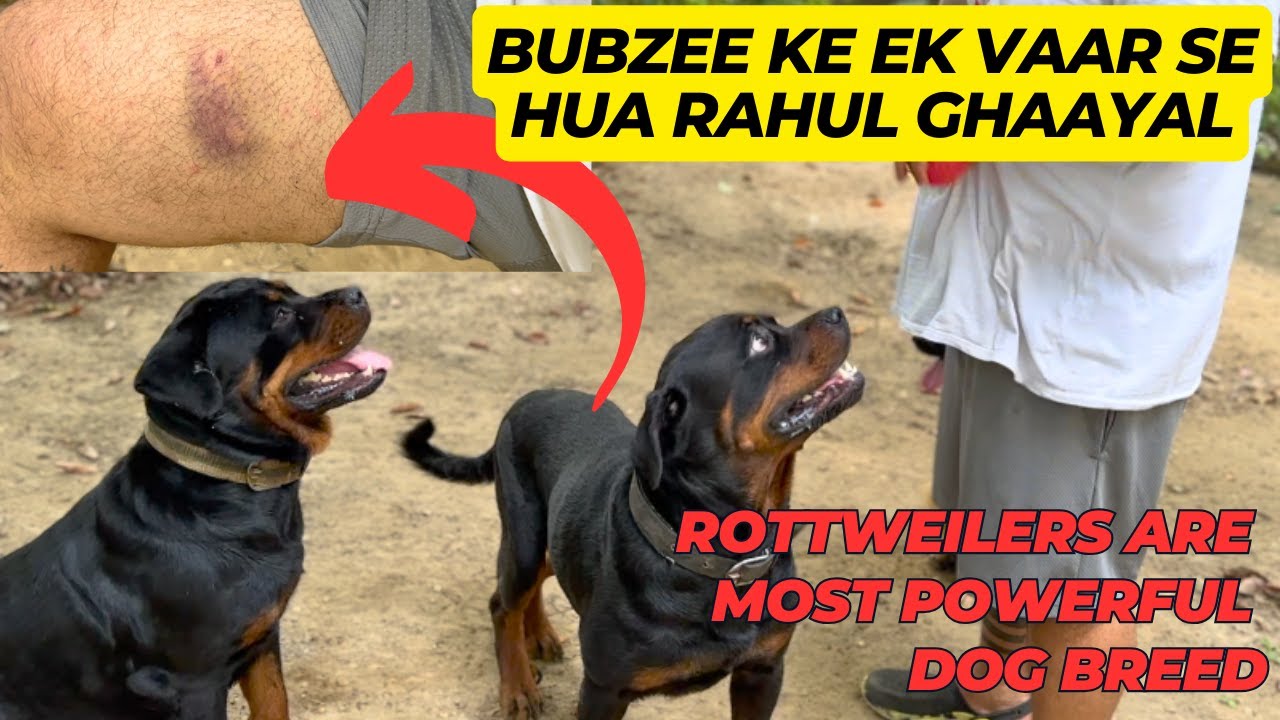 Rottweiler Bubzee Ke Vaar Se Huya Rahul Ghaayal: Rottweilers Are The ...