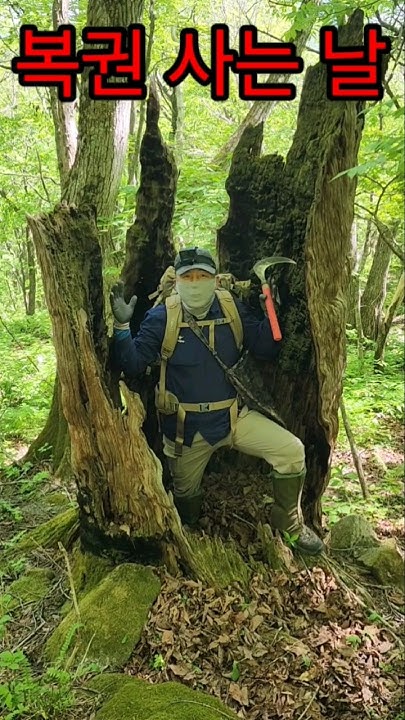 복권 사는 날 Like a Bear in an Enormous Yew Tree hit by Lightning. buy a ...