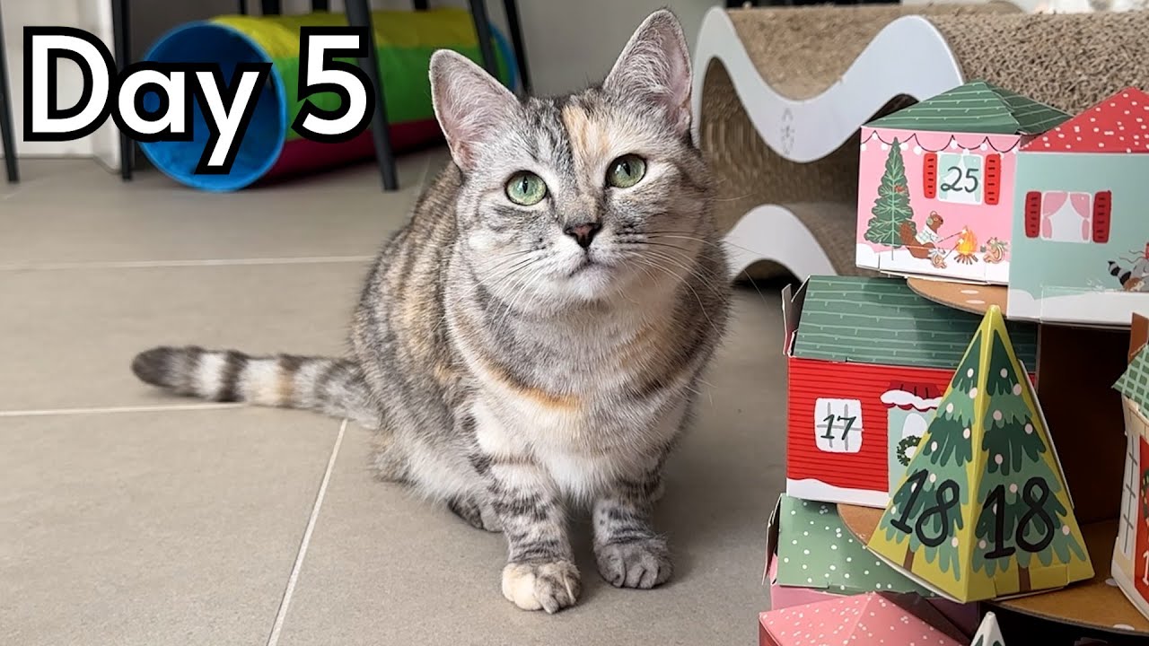 Cats open an Advent Calendar! Day 5 - YouTube
