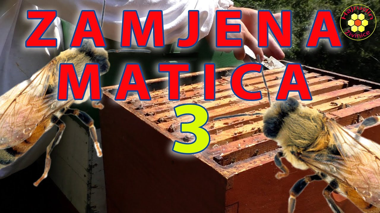 ZAMJENA MATICA KRAJEM LJETA 3 | NE-POTREBNO? - YouTube