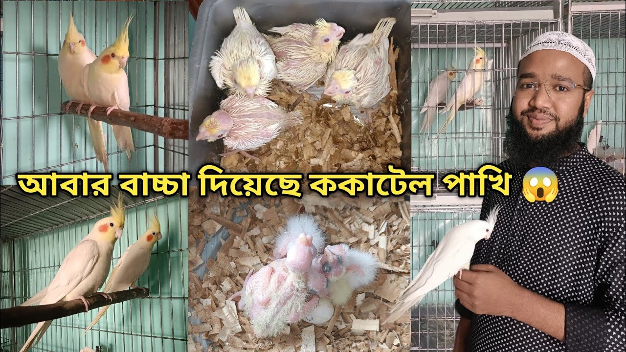 ককাটেল পাখির খামার করে সফল আবদুল্লাহ ভাই | Cockatiel Bird Breeding | SK AVIARY & AGRO - YouTube