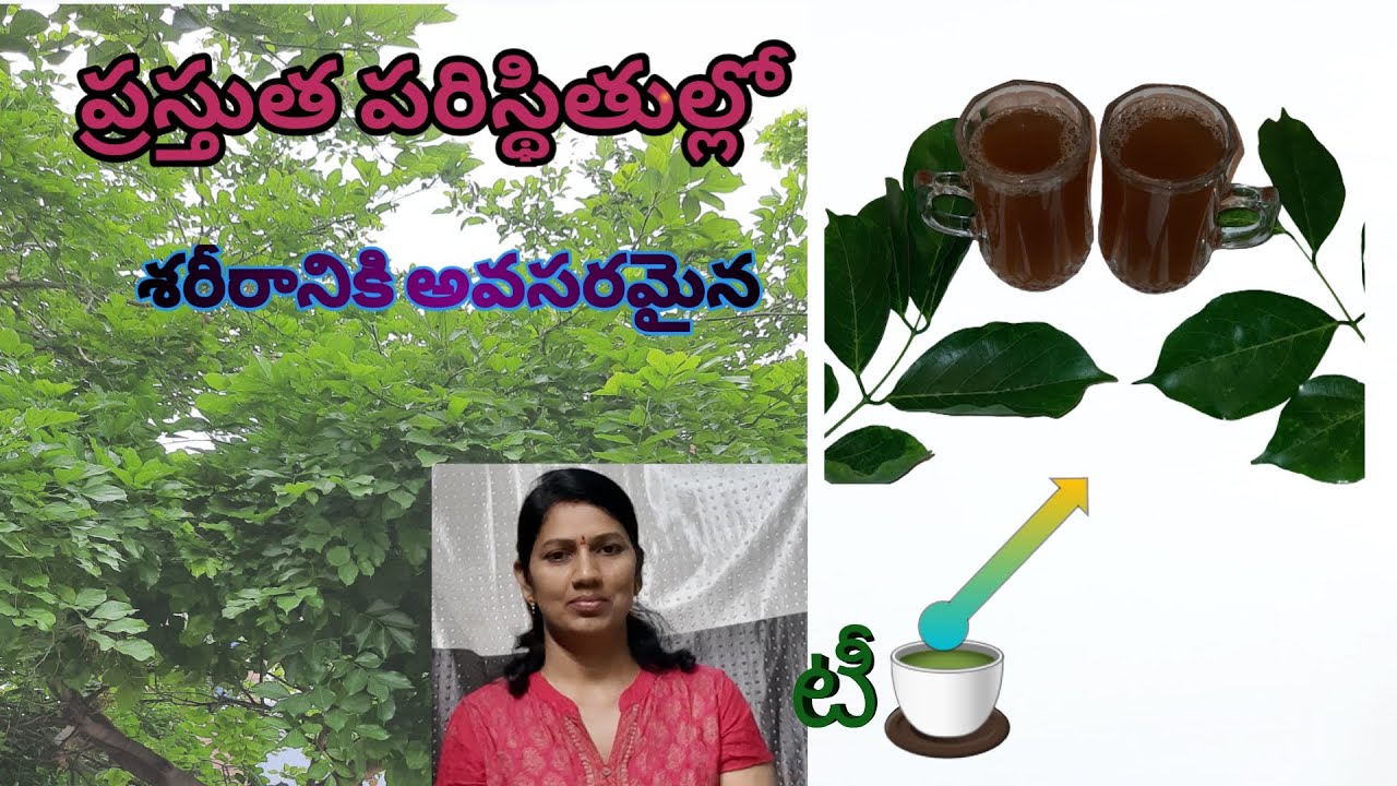 Kanuga aaku tea & kanuga tree uses కానుగ ఆకు టీ మరియు కానుగ చెట్టు ...