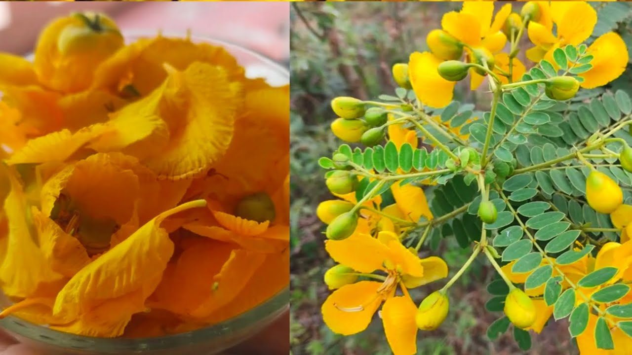 Avarampoo for glowing skin - YouTube