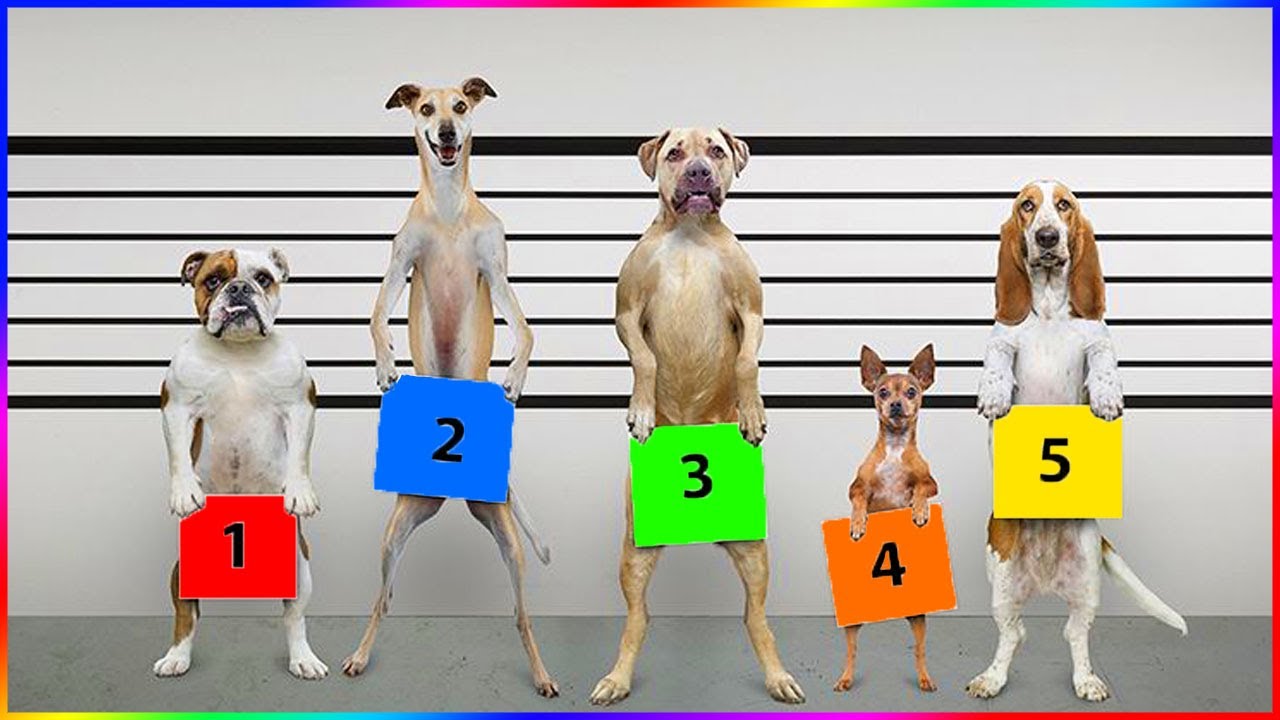 Funny Dog And Cat 😍🐶😻 Funniest Animals #126 - YouTube