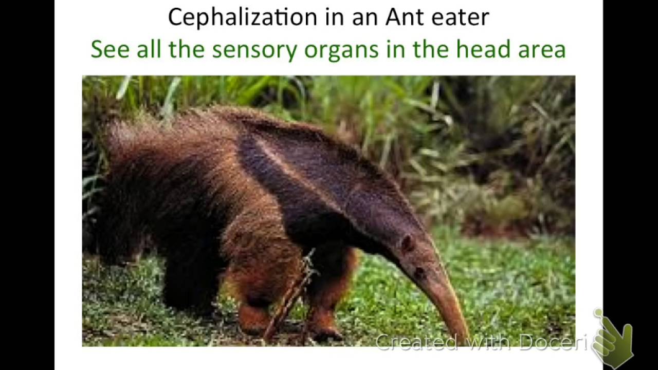 8 7 Animal Characteristics YouTube 8-7-animal-characteristics-youtube
