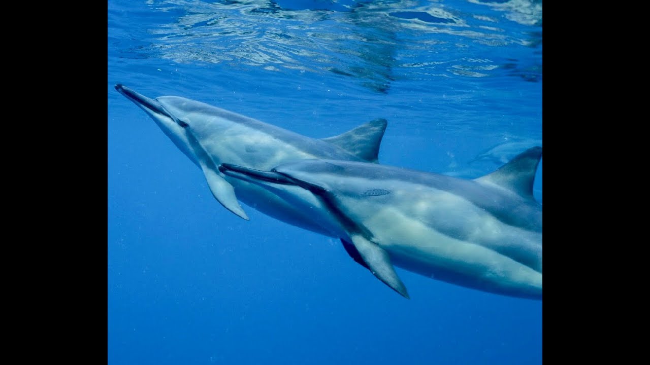 Swim with Dolphins in their Natural Habitat - YouTube