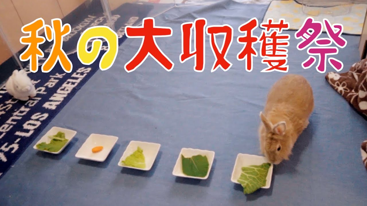 ♬283【rabbit life】秋の大収穫祭 野菜食べ放題【うさぎのいる生活】 - YouTube