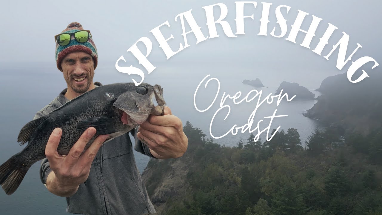 Spearfishing on the Oregon Coast. Rockfish and Surfperch - YouTube