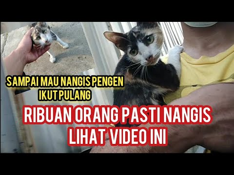 Subhanallah Kucing Liar Ini Ngejar-Ngejar Minta Di Adopsi | Endingnya Malah Bikin Nangis.!