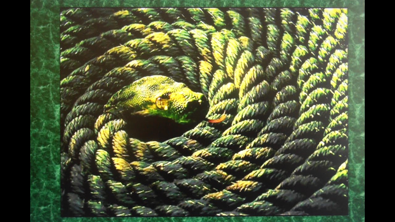 383.free of illusion, of poisonous 'rubber' snake / rope - YouTube
