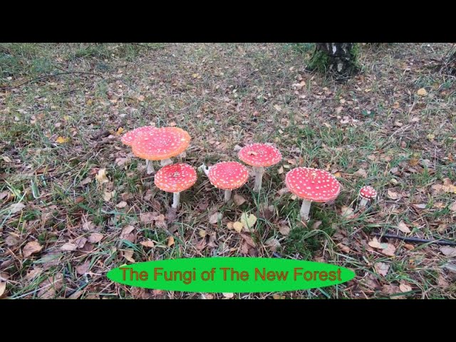 The Fungi Frontiers | Fungal Biotechnology: From Yesterday To Tomorrow