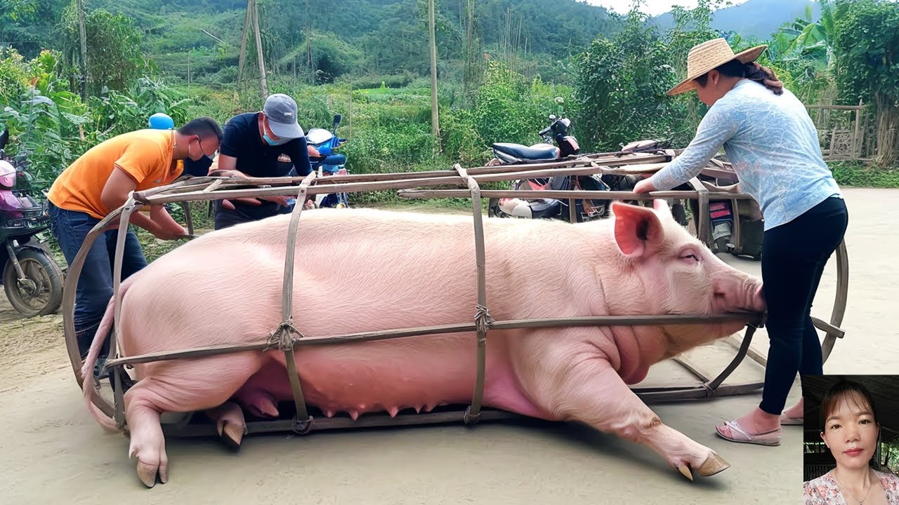 Explore Country Life: Family Struggles to Load Giant Sow for Sale ...