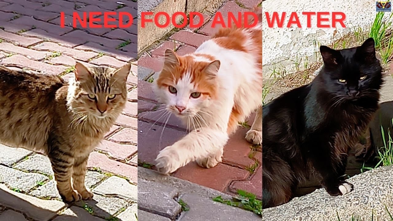 Journey into the World of Street Cats Fascinating Behaviors of 3 ...