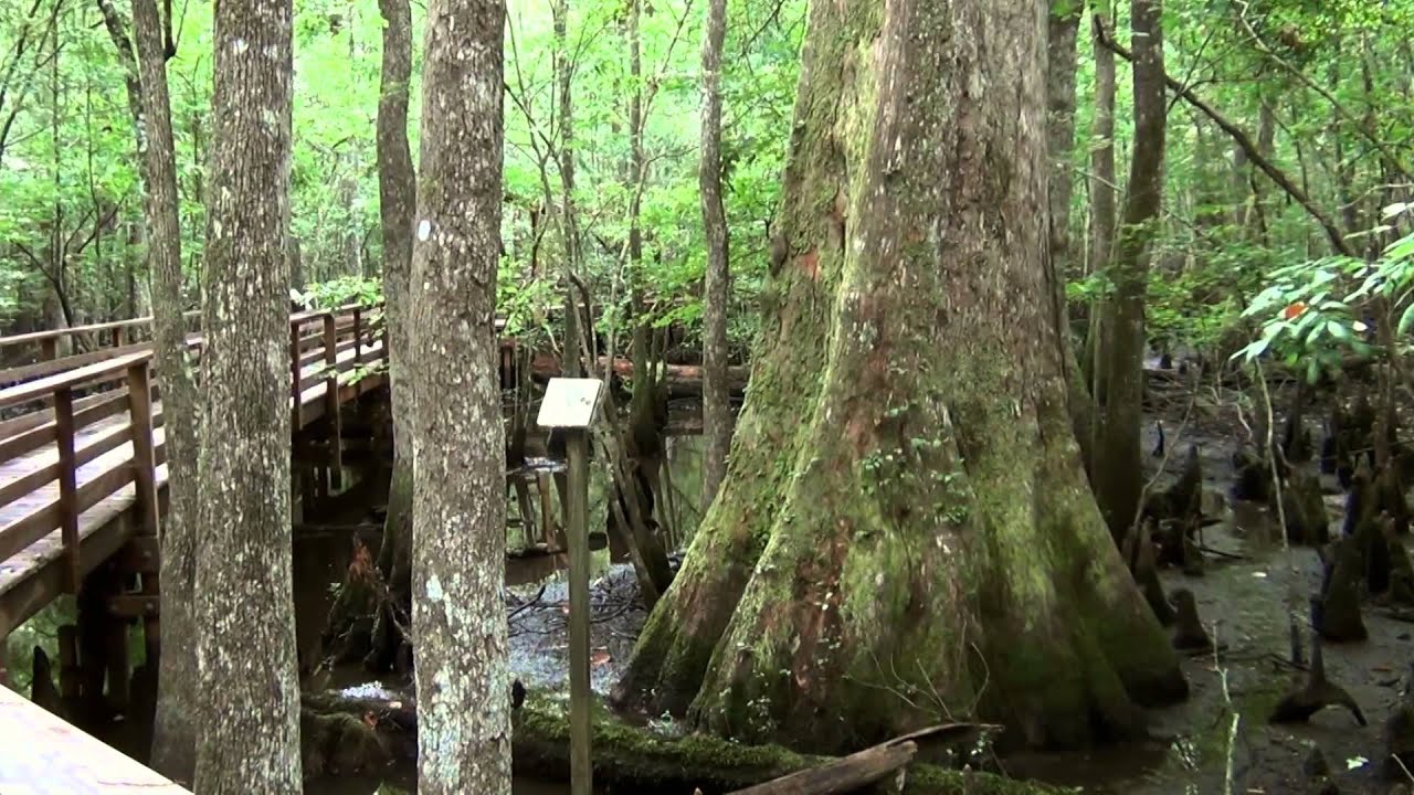 Francis Beidler Forest - YouTube