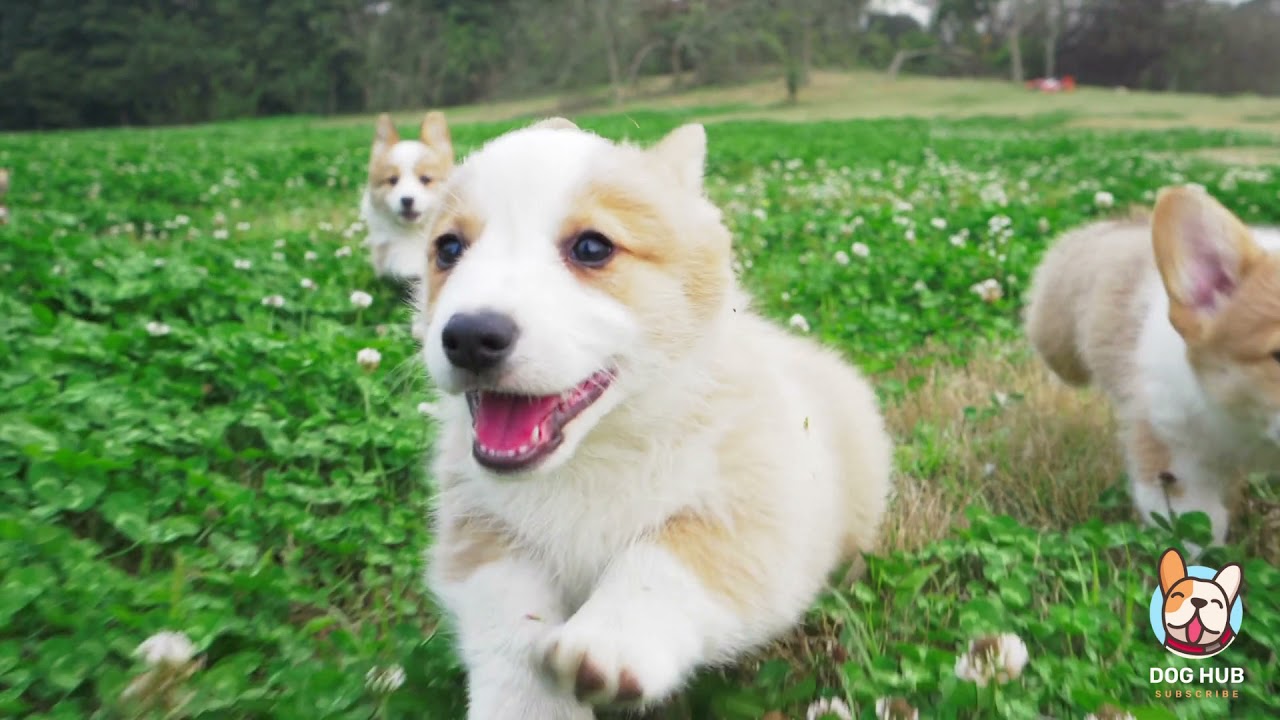 Dog training videos for dogs + strategy for maximizing dog training ...