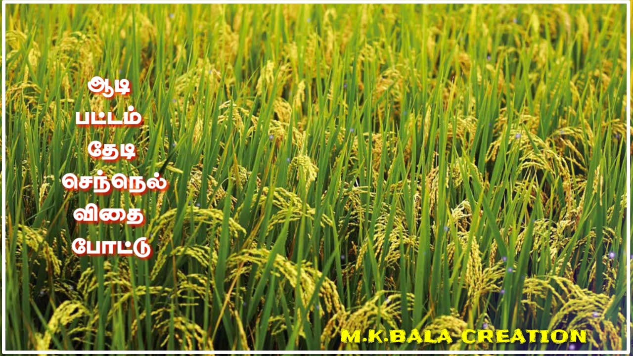 Aadi pattam thedi sennel vithai pottu - YouTube