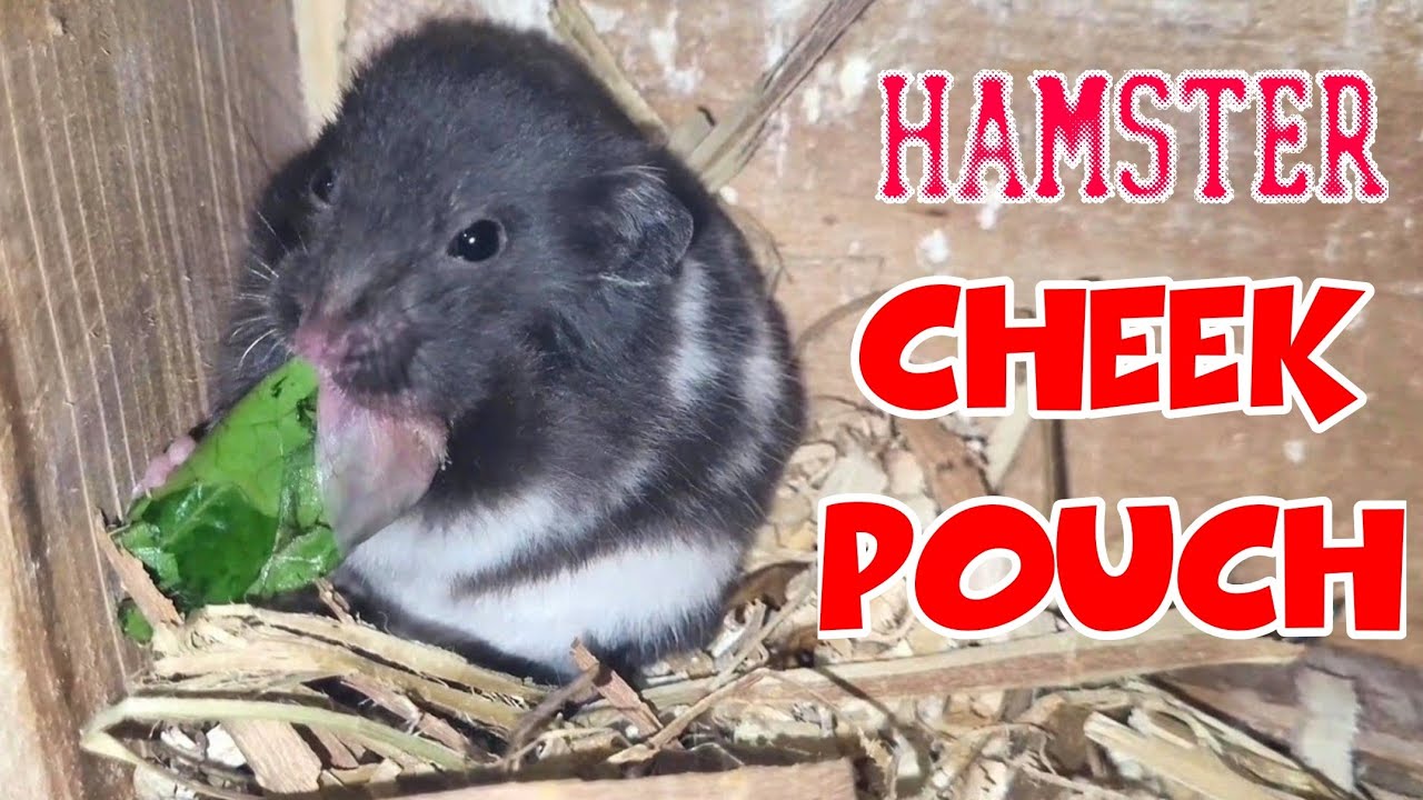 The Hamster Collects Food in His Cheek Pouch and stores it in his nest ...