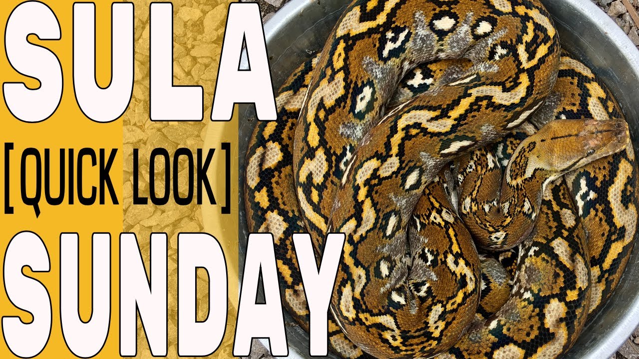 Retic Locality- Sulawesi Sunday! [QUICK LOOK] - YouTube