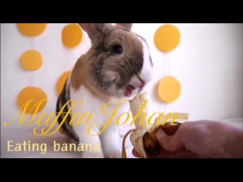 Adorable bunny eats banana - YouTube