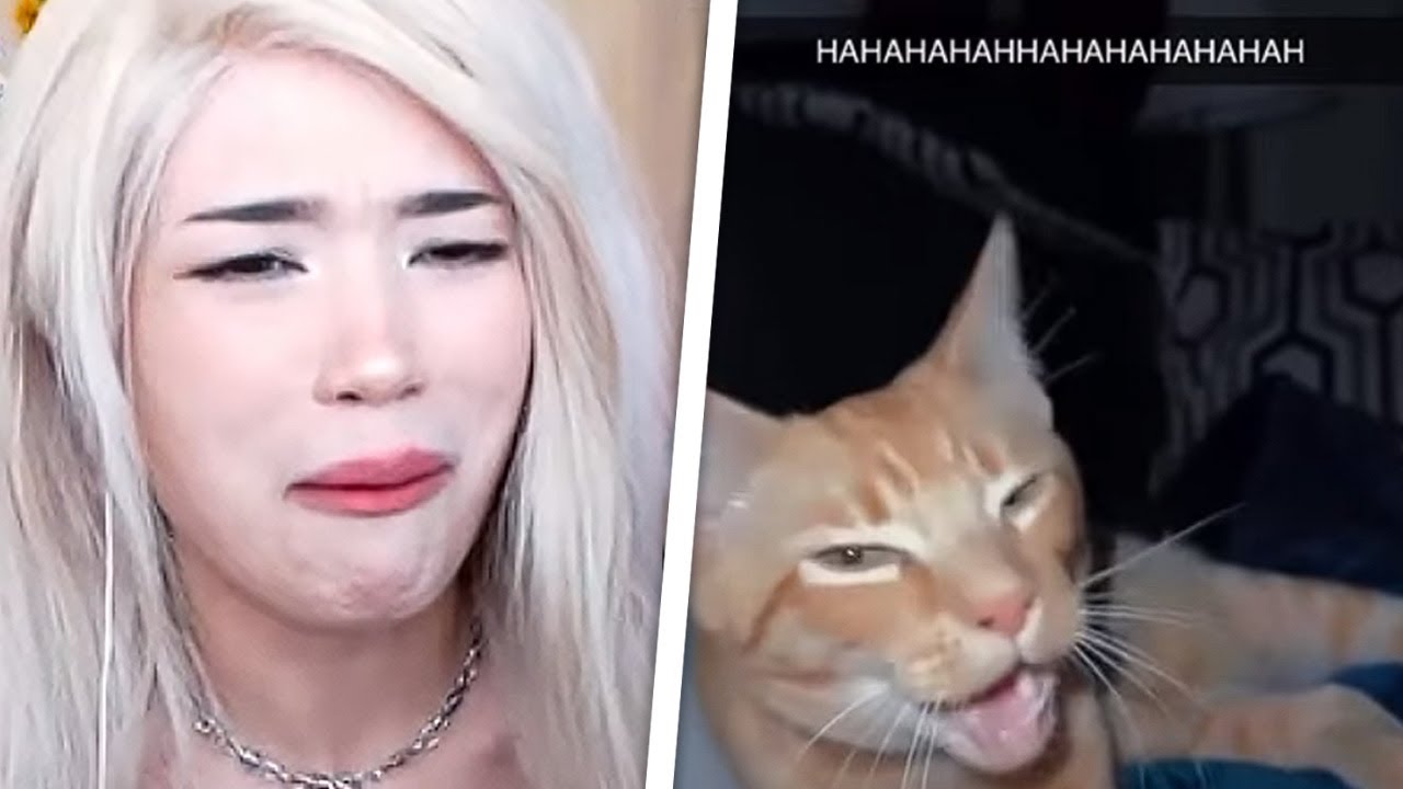 Emiru Reacts to Unusual Memes that will turn you into a CAT - YouTube