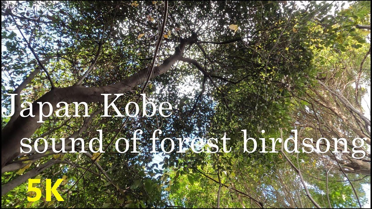 【5.3K】relax sound of forest・birdsong～森の音・鳥のさえずり～Japan Hyogo Kobe・nature ...