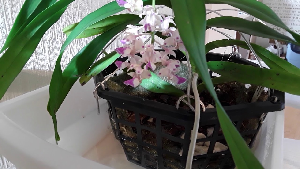 Aerides falcata opens up her fragrant blooms. - YouTube