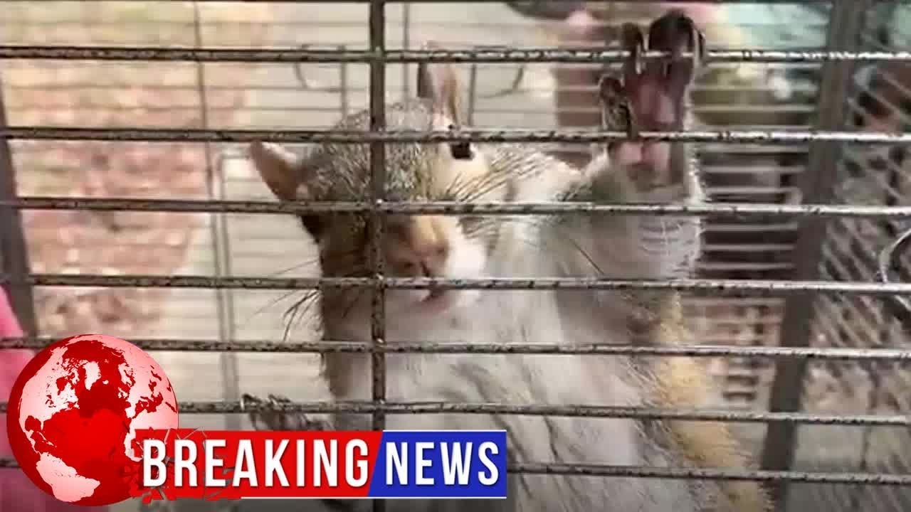 ‘Attack squirrel’ hopped up on meth rescued during drug bust - YouTube