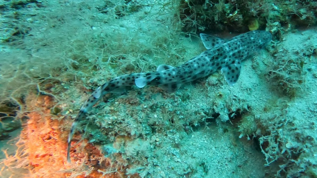 Plavanje z morskim psom(morska mačka) - YouTube