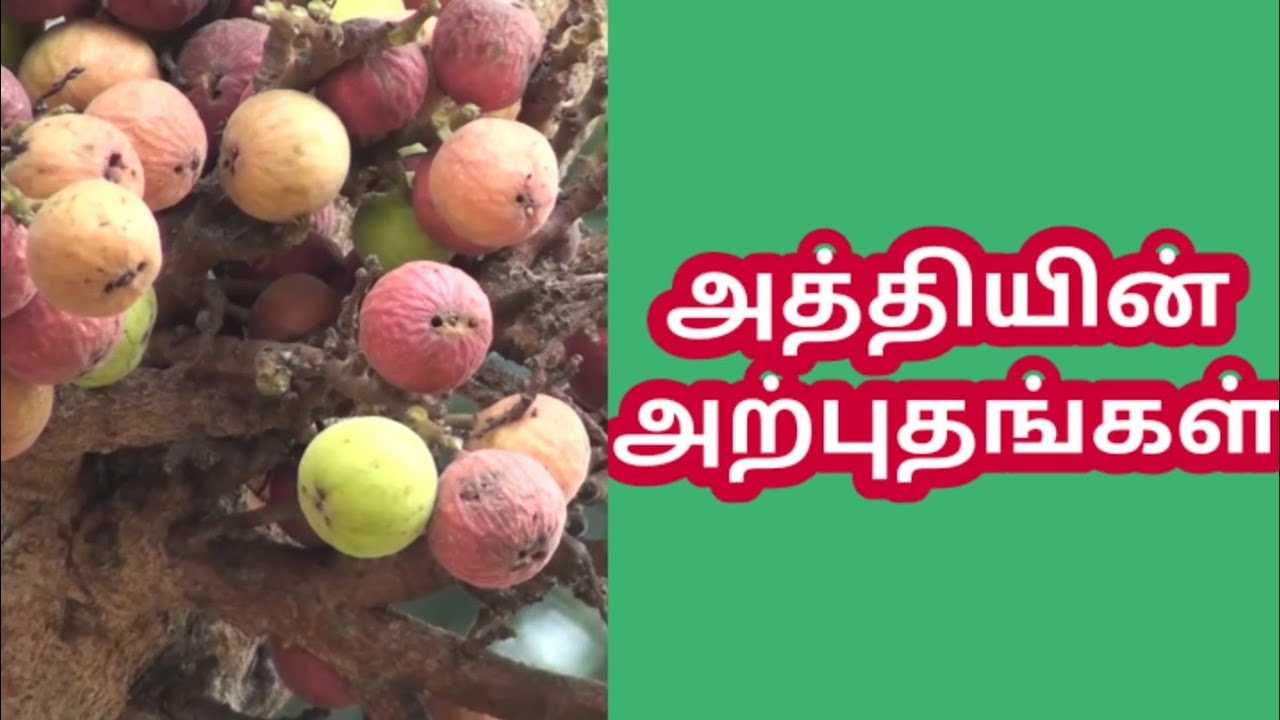 அத்தி மரம்|ATHI MARAM|அத்திப்பழம்|ATHI PAZHAM|நாட்டுஅத்தி|நல்லஅத்தி ...