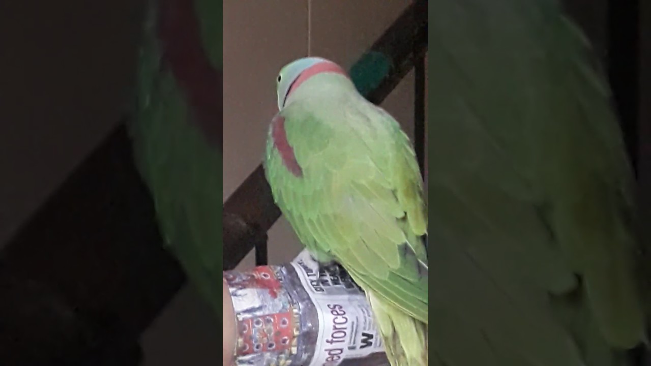 CRAZY PARROT!!! (MUST SEE FUNNY BIRD VIDEO) - YouTube