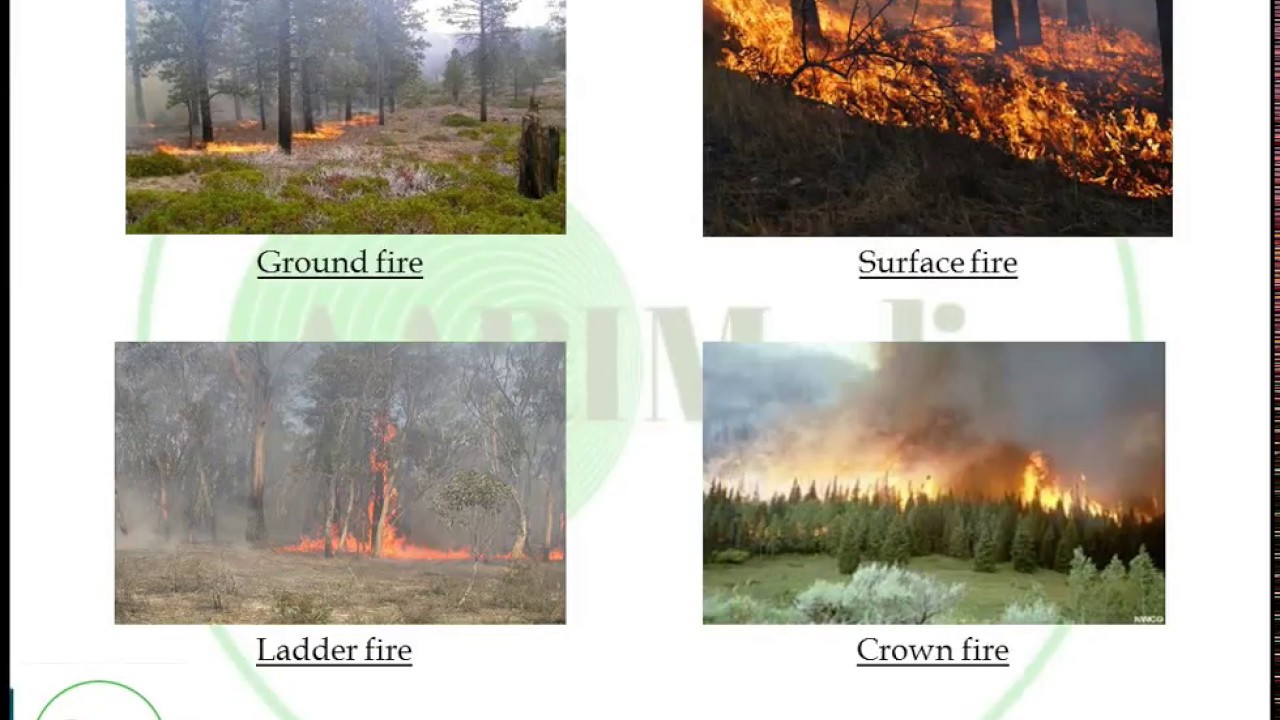 Fire ecology: A PPT presentation made by Ranjana Julias Thilakar - YouTube